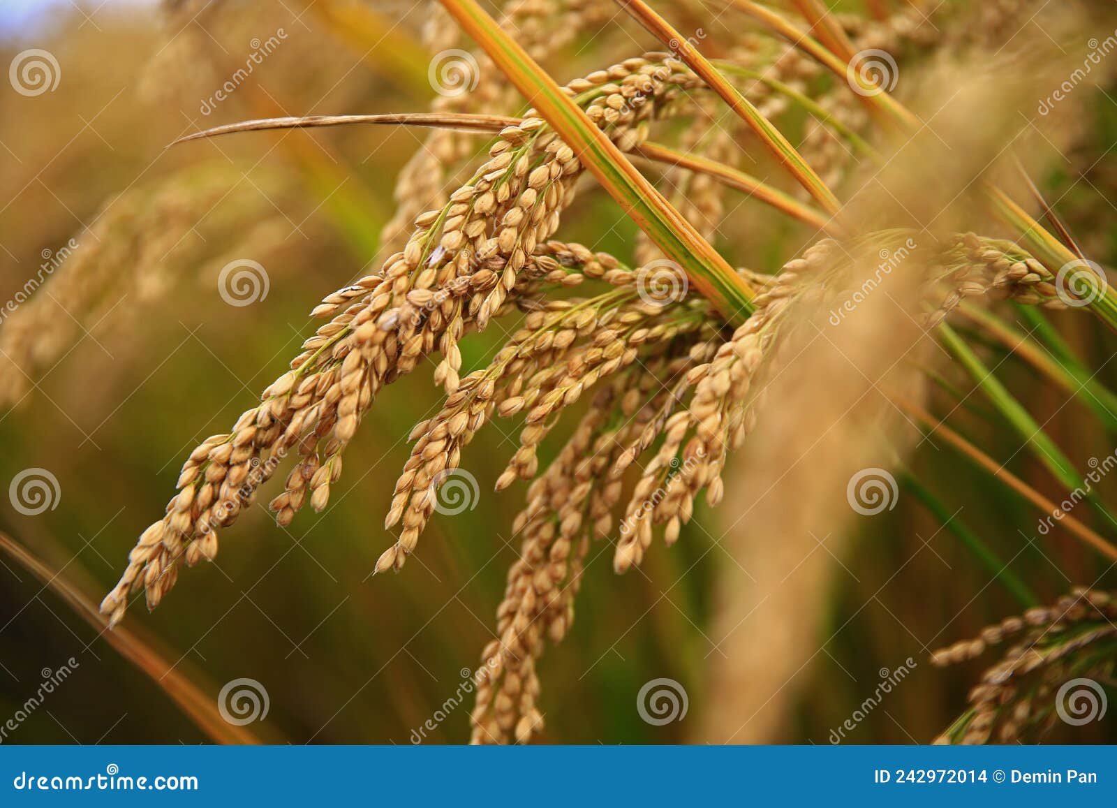 Mature Rice Farm in the Country Stock Photo - Image of grain, yellow ...