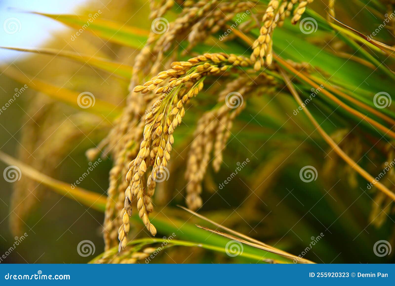 Mature Rice Farm in the Country Stock Image - Image of natural, rice ...