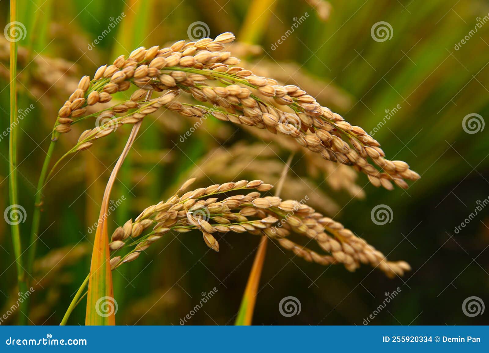 Mature Rice Farm in the Country Stock Photo - Image of rice, fields ...