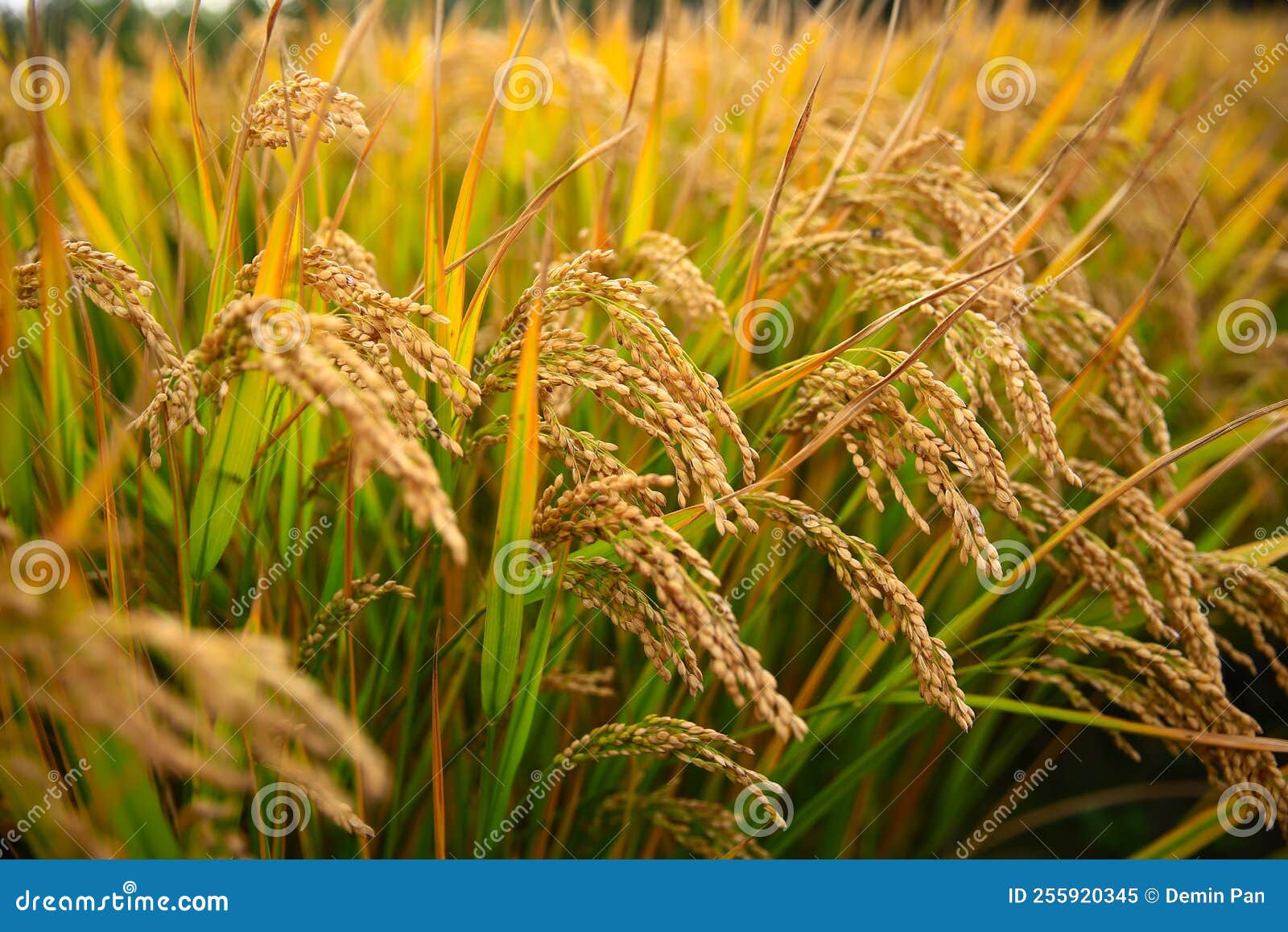 Mature Rice Farm in the Country Stock Image - Image of scarecrow ...