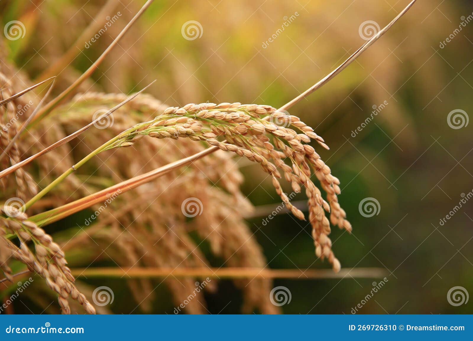 Mature Rice Farm in the Country Stock Photo - Image of plants, monster ...