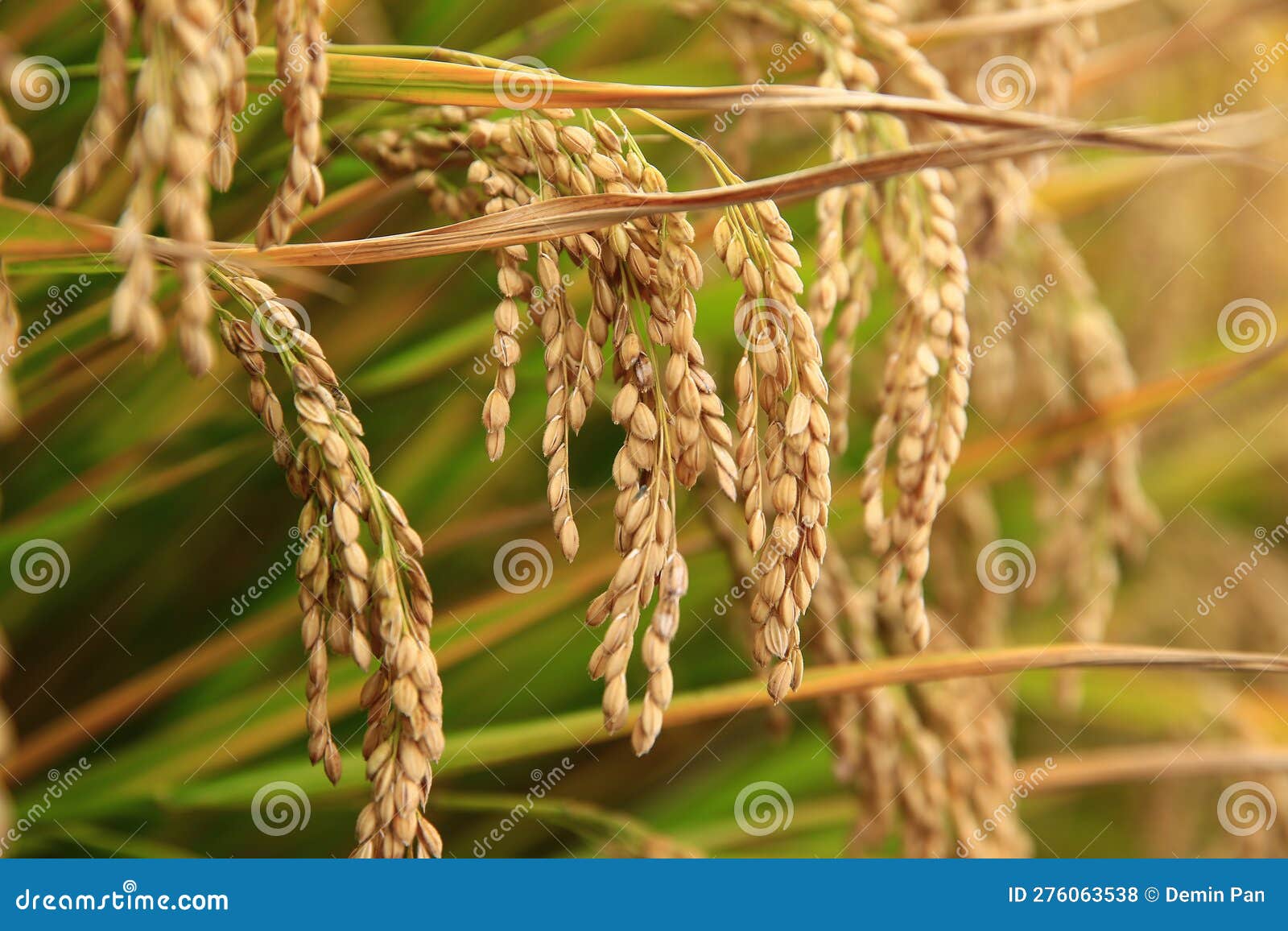 Mature Rice Farm in the Country Stock Photo - Image of farm, plants ...