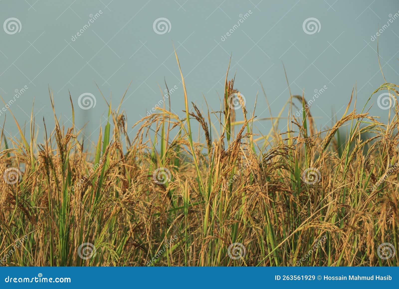 Mature Rice in Rice Field, the Rice Fields are Under the Blue Sky. the ...