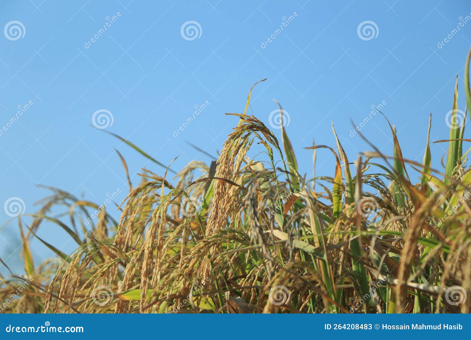 Mature Rice in Rice Field, the Rice Fields are Under the Blue Sky. the ...
