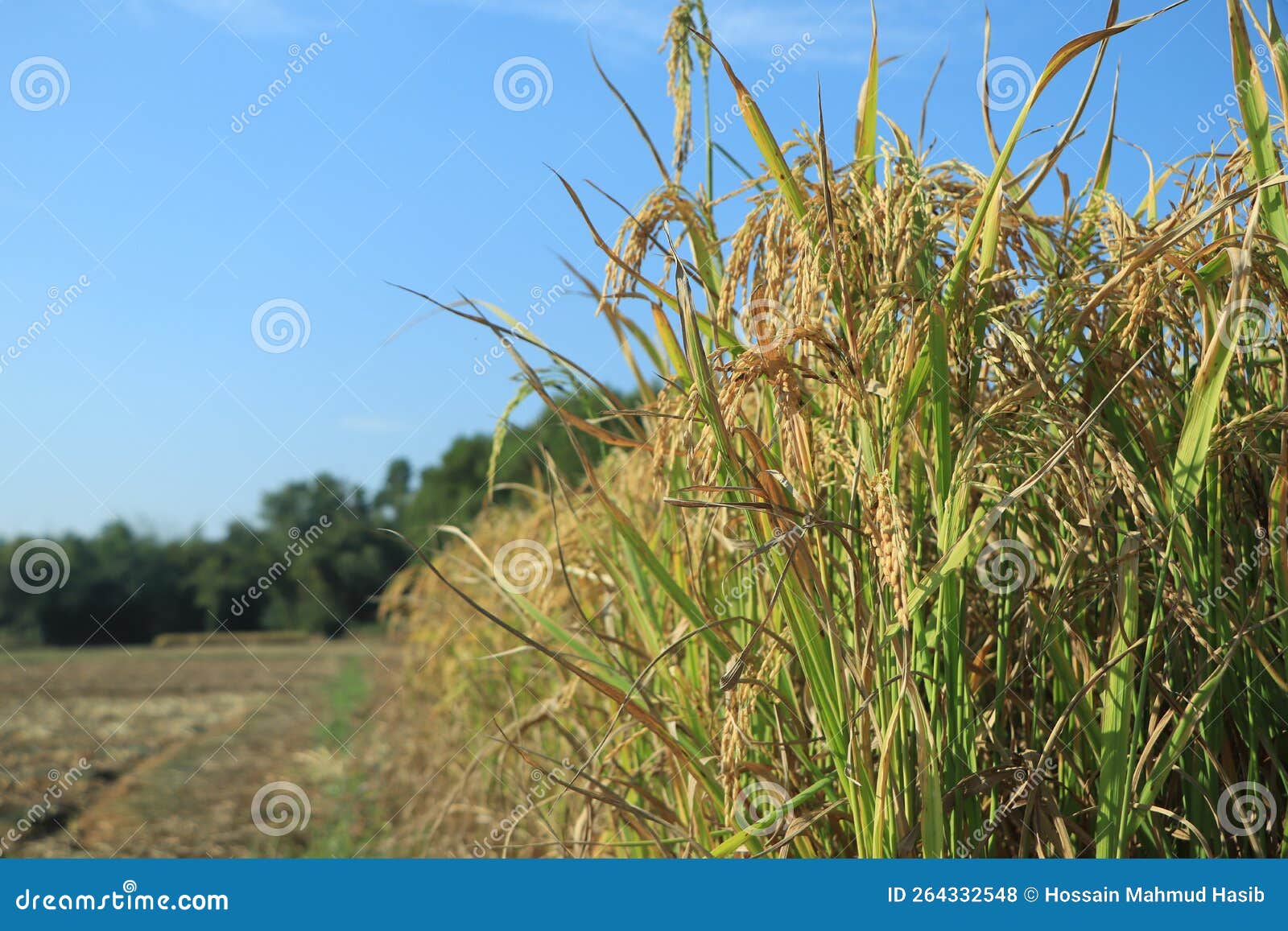 Mature Rice in Rice Field, the Rice Fields are Under the Blue Sky. the ...