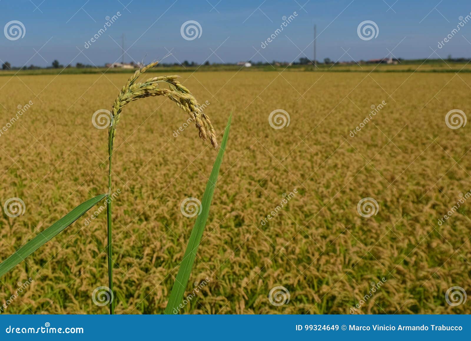 Rice field stock image. Image of nutrition, valley, cultivated - 99324649