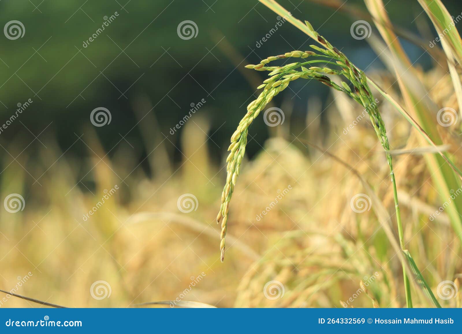Mature Rice in Field and Ready To Cut Stock Image - Image of farm, asia ...
