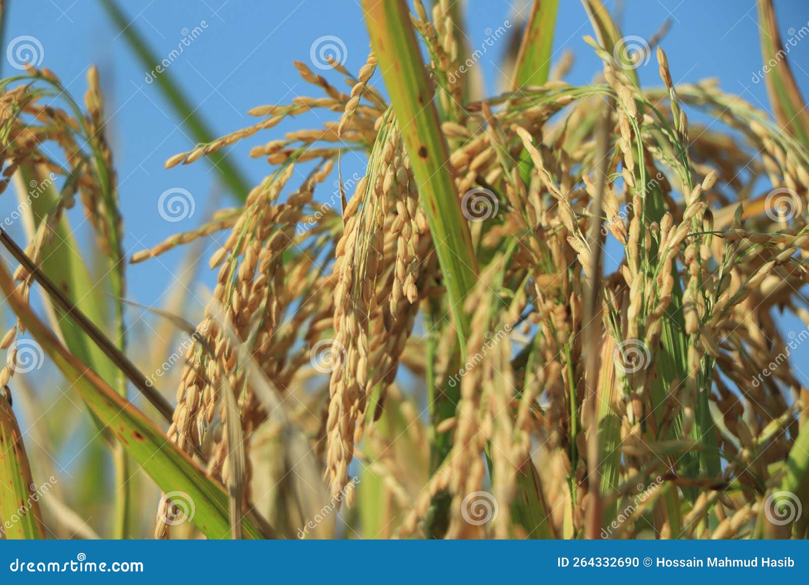 Mature Rice in Field and Ready To Cut Stock Photo - Image of abundance ...