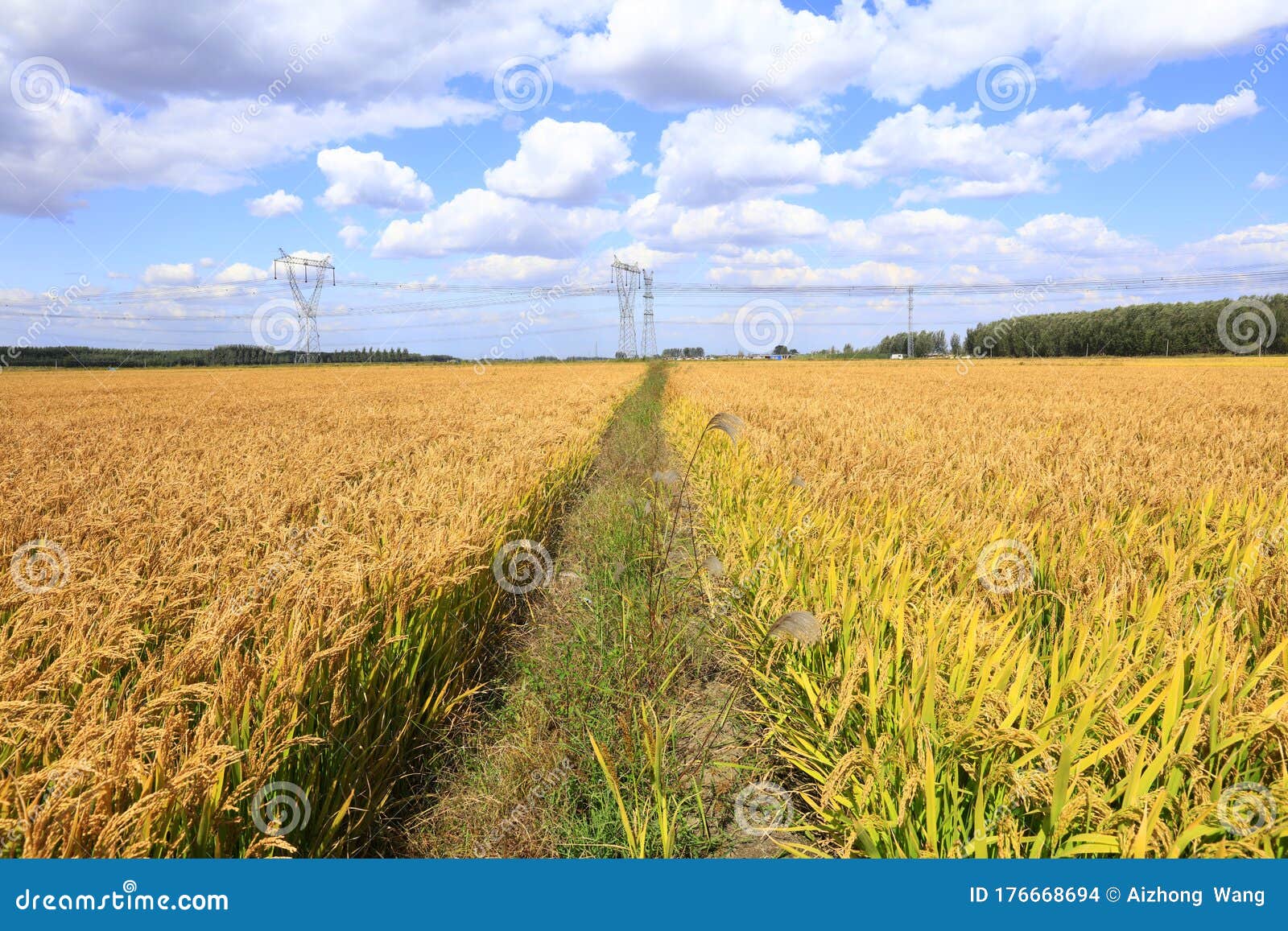 Mature rice in rice field stock photo. Image of ripe - 176668694