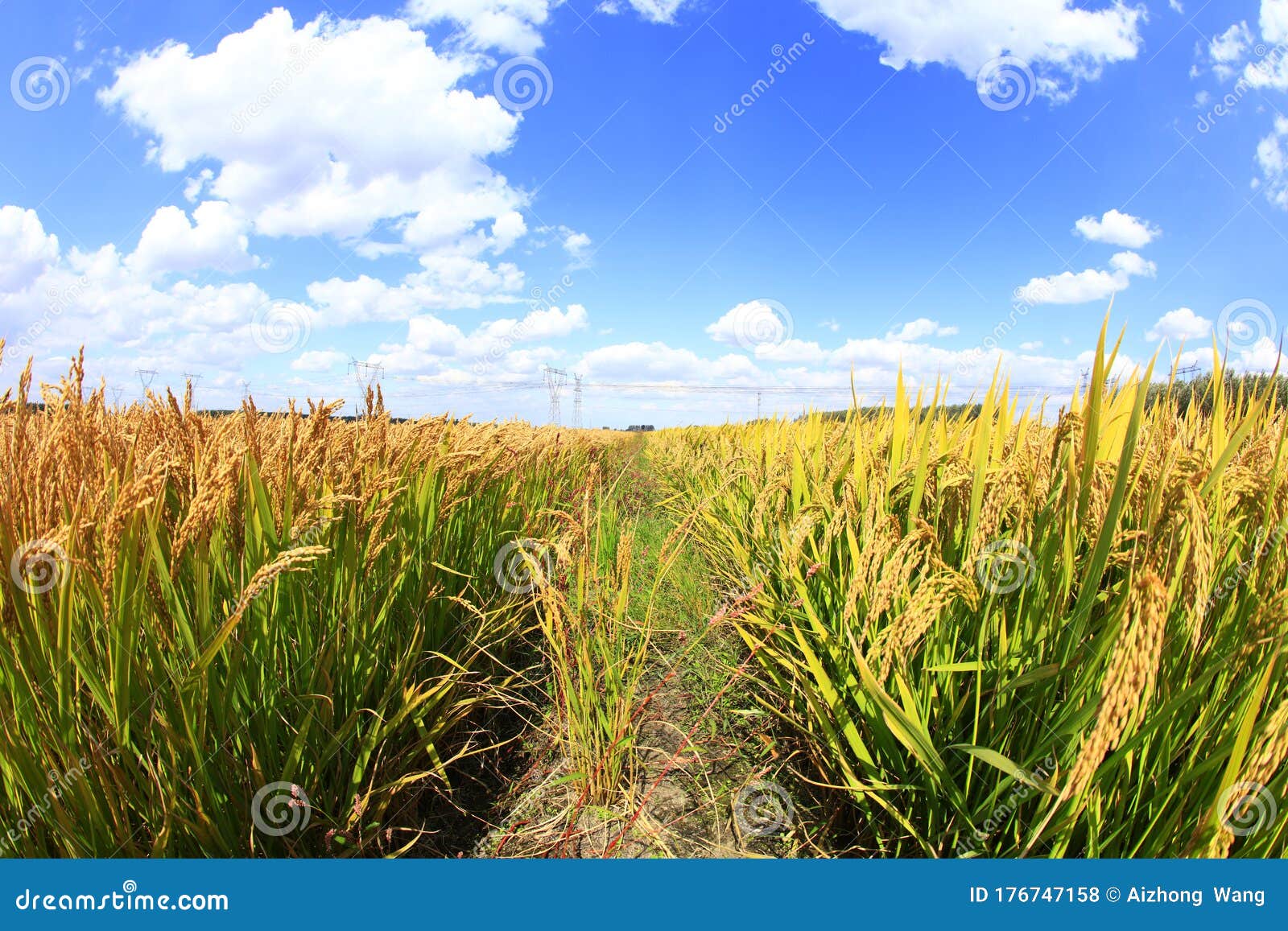 Mature rice in rice field stock photo. Image of landscape - 176747158