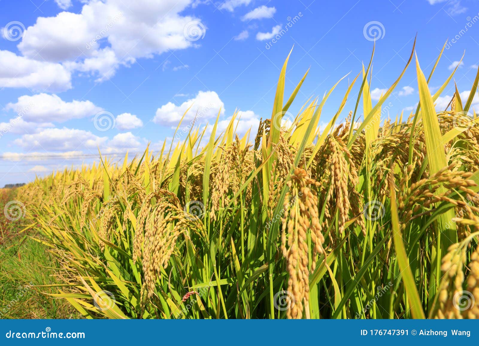 Mature rice in rice field stock image. Image of cereal - 176747391