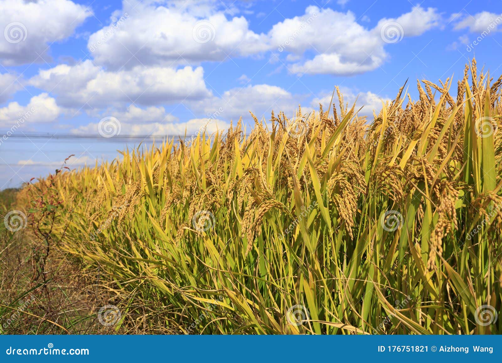 Mature rice in rice field stock image. Image of flora - 176751821