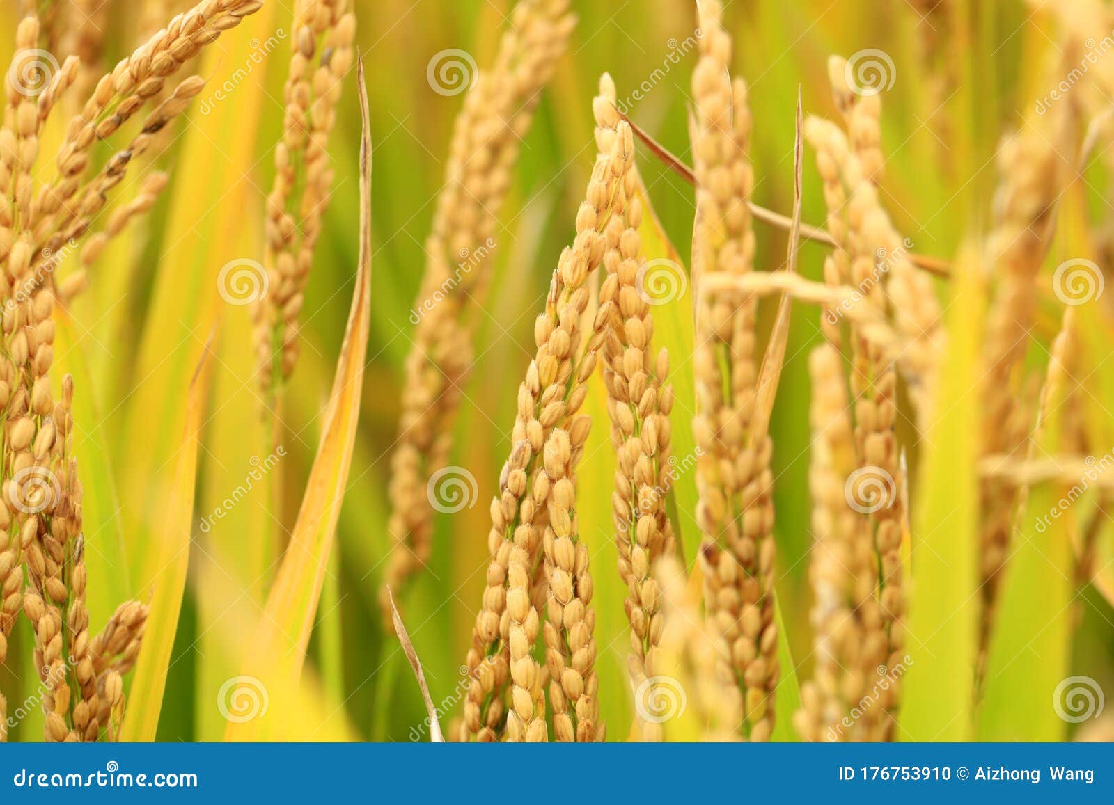 Mature rice in rice field stock photo. Image of crop - 176753910