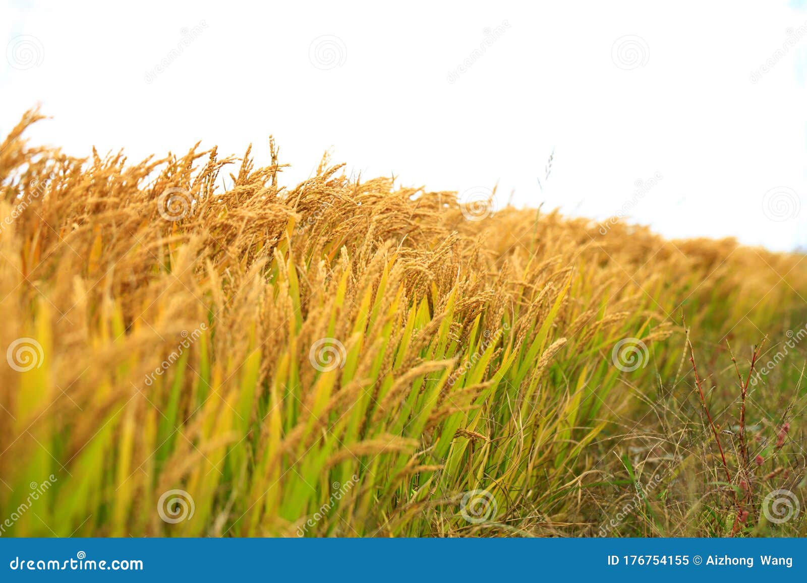 Mature rice in rice field stock image. Image of flora - 176754155