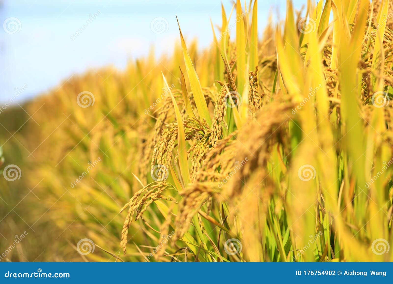 Mature rice in rice field stock photo. Image of cereal - 176754902