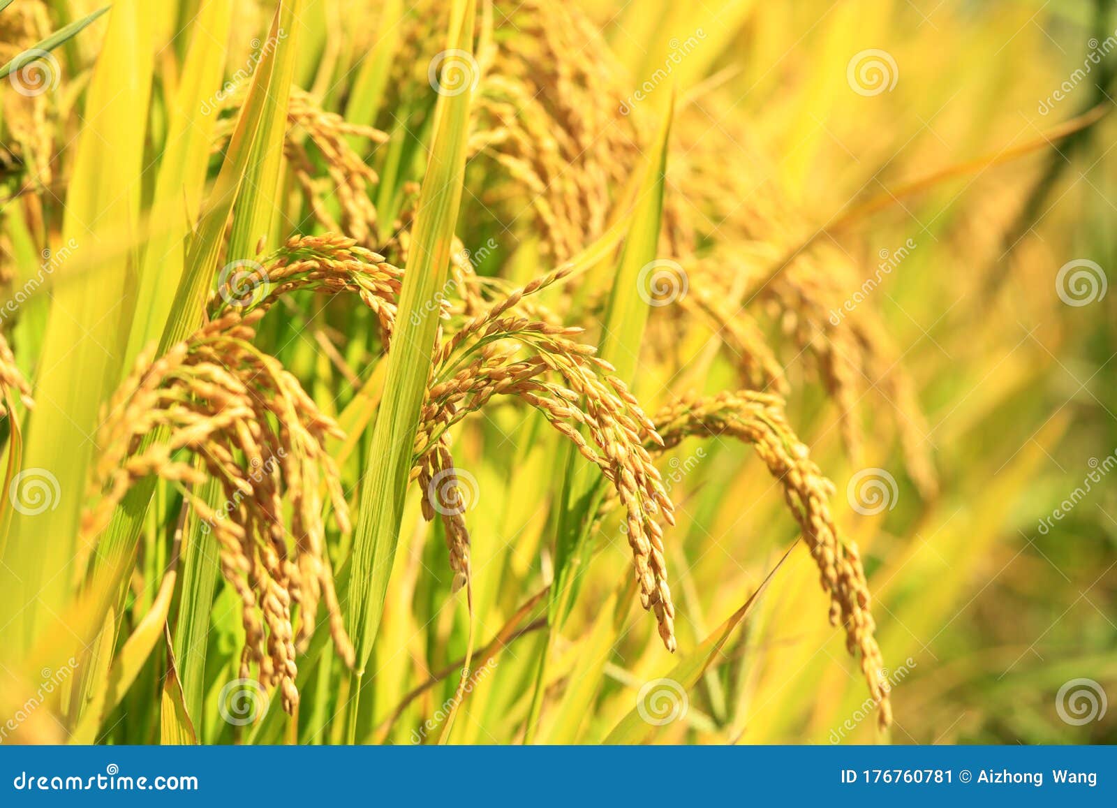 Mature rice in rice field stock image. Image of blue - 176760781