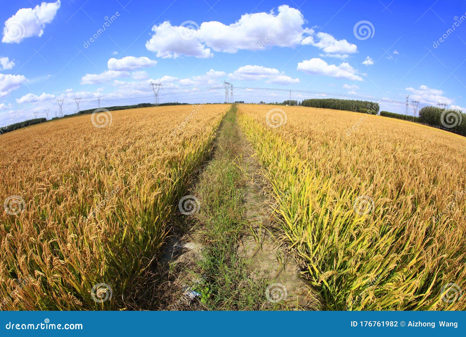 Mature rice in rice field stock photo. Image of paddy - 176761982