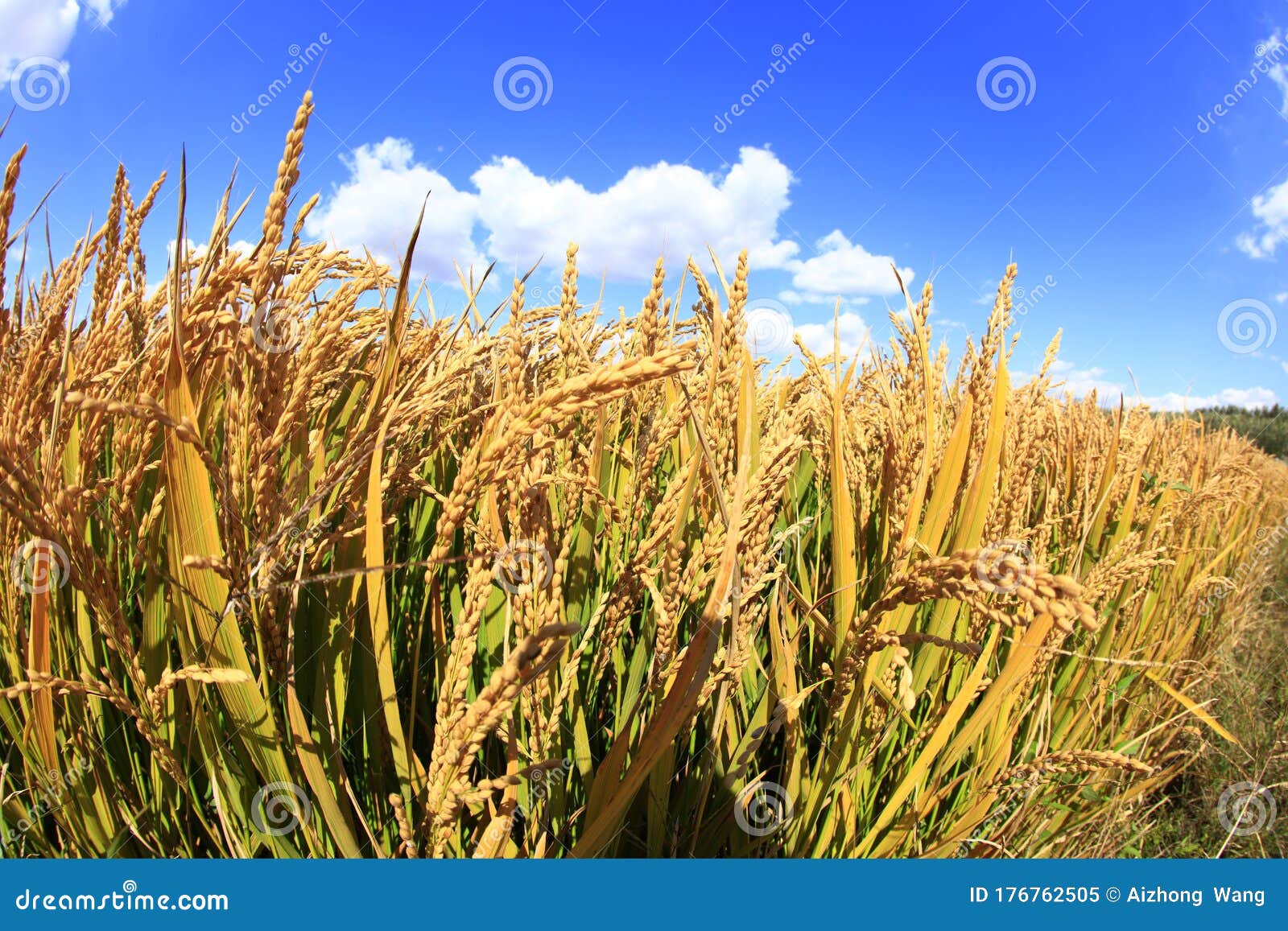 Mature rice in rice field stock image. Image of outdoor - 176762505