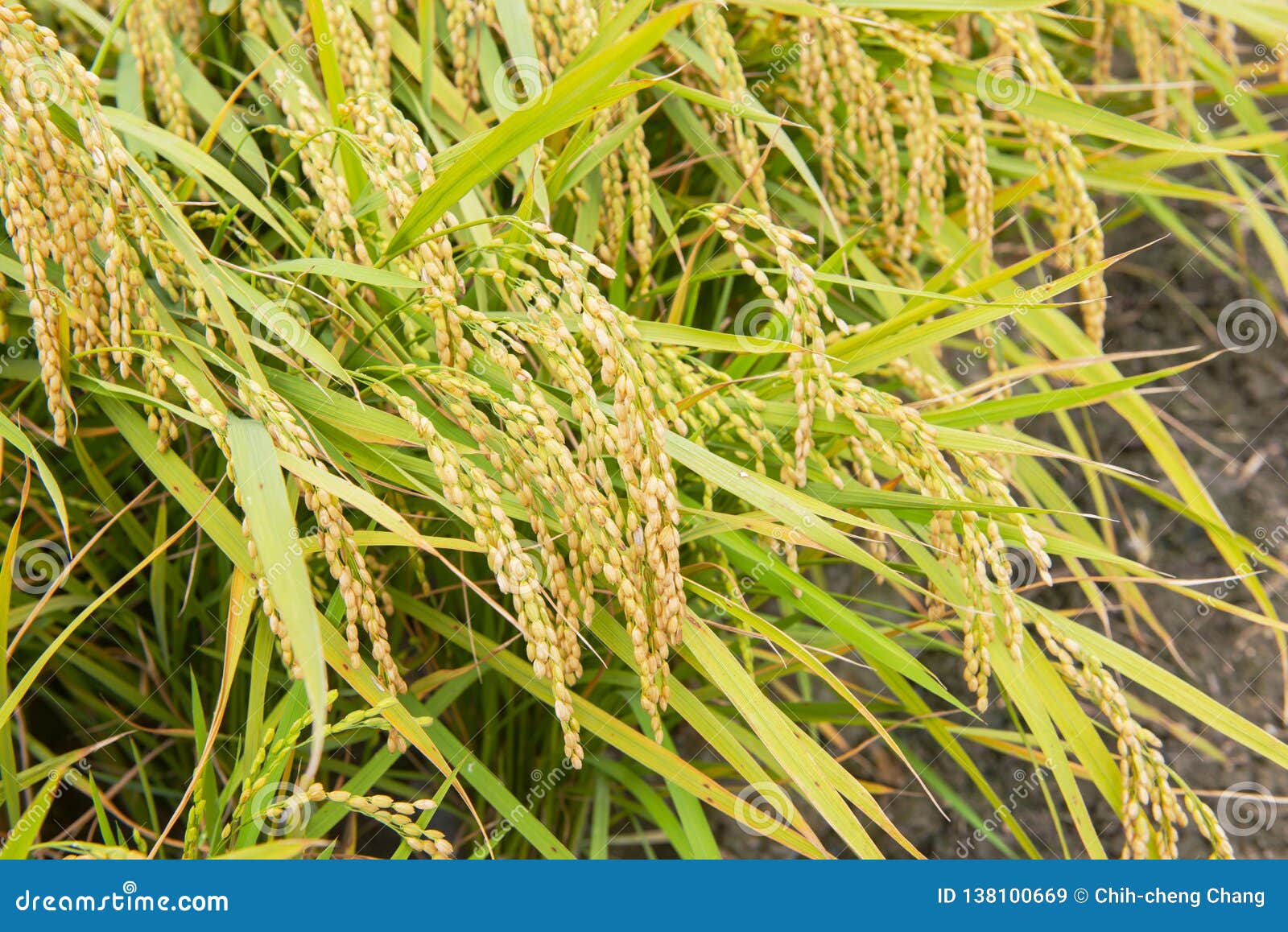 The Mature Rice stock image. Image of bright, grass - 138100669