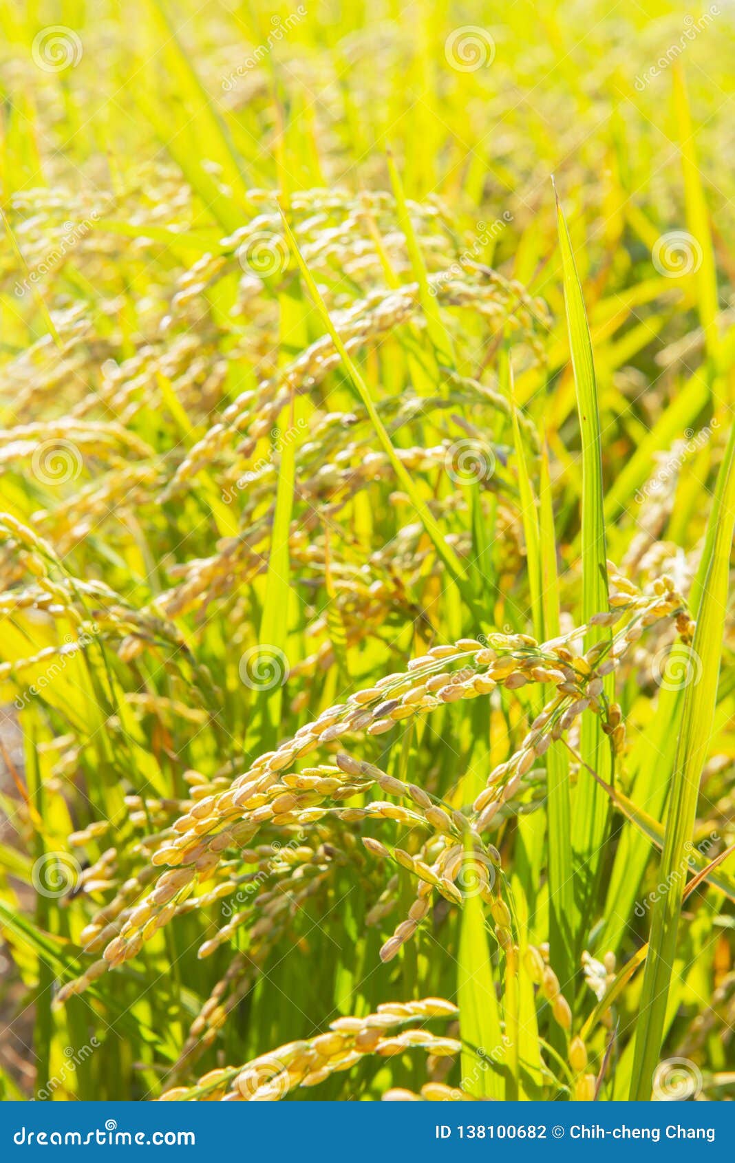 The Mature Rice stock photo. Image of field, harvest - 138100682