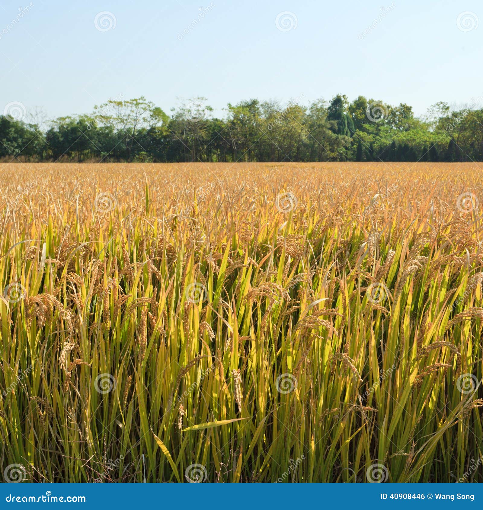 Mature rice stock photo. Image of food, crop, fall, nature - 40908446
