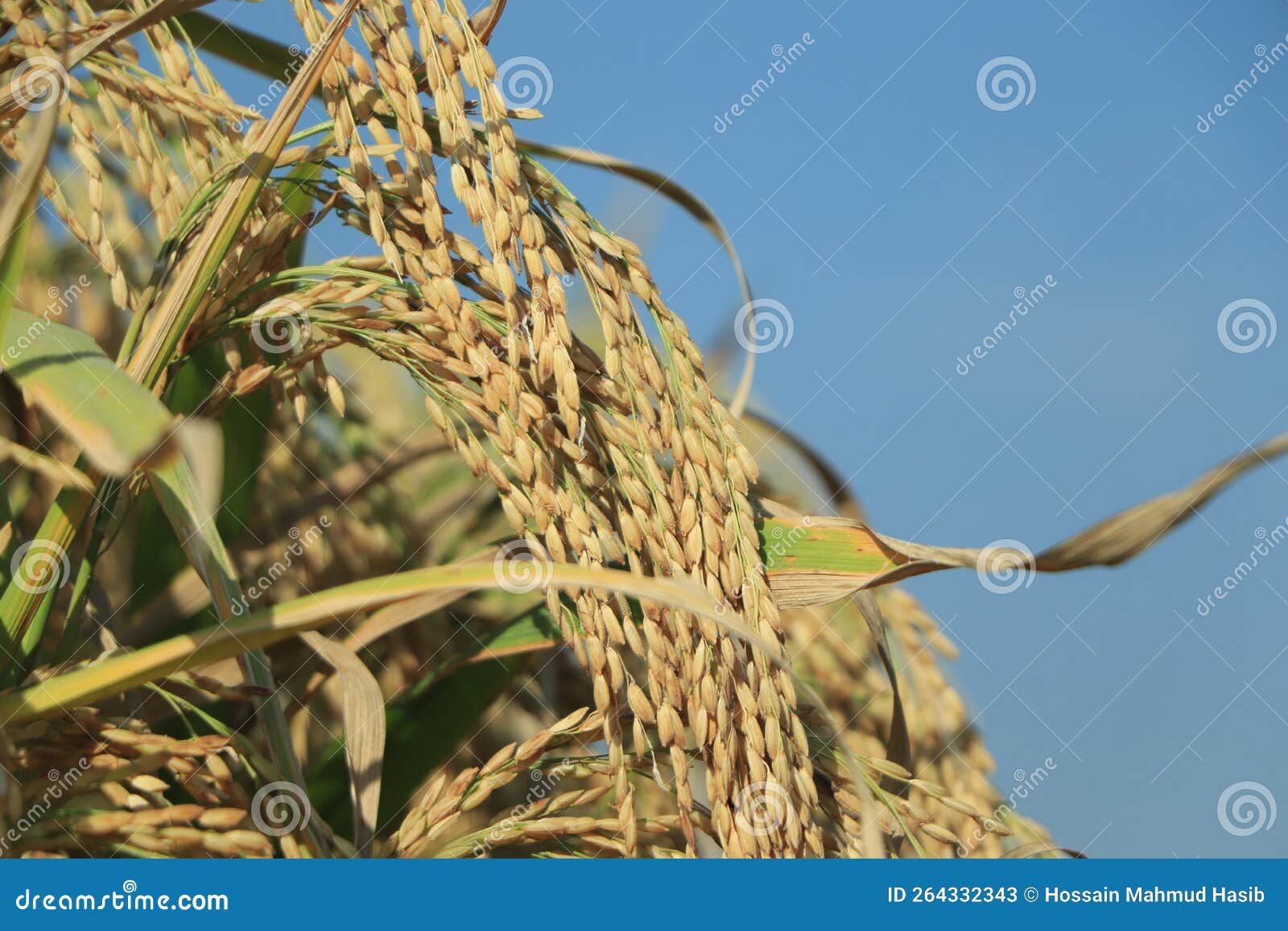 Mature Rice Under Blue Sky and Ready To Cut Stock Image - Image of ...