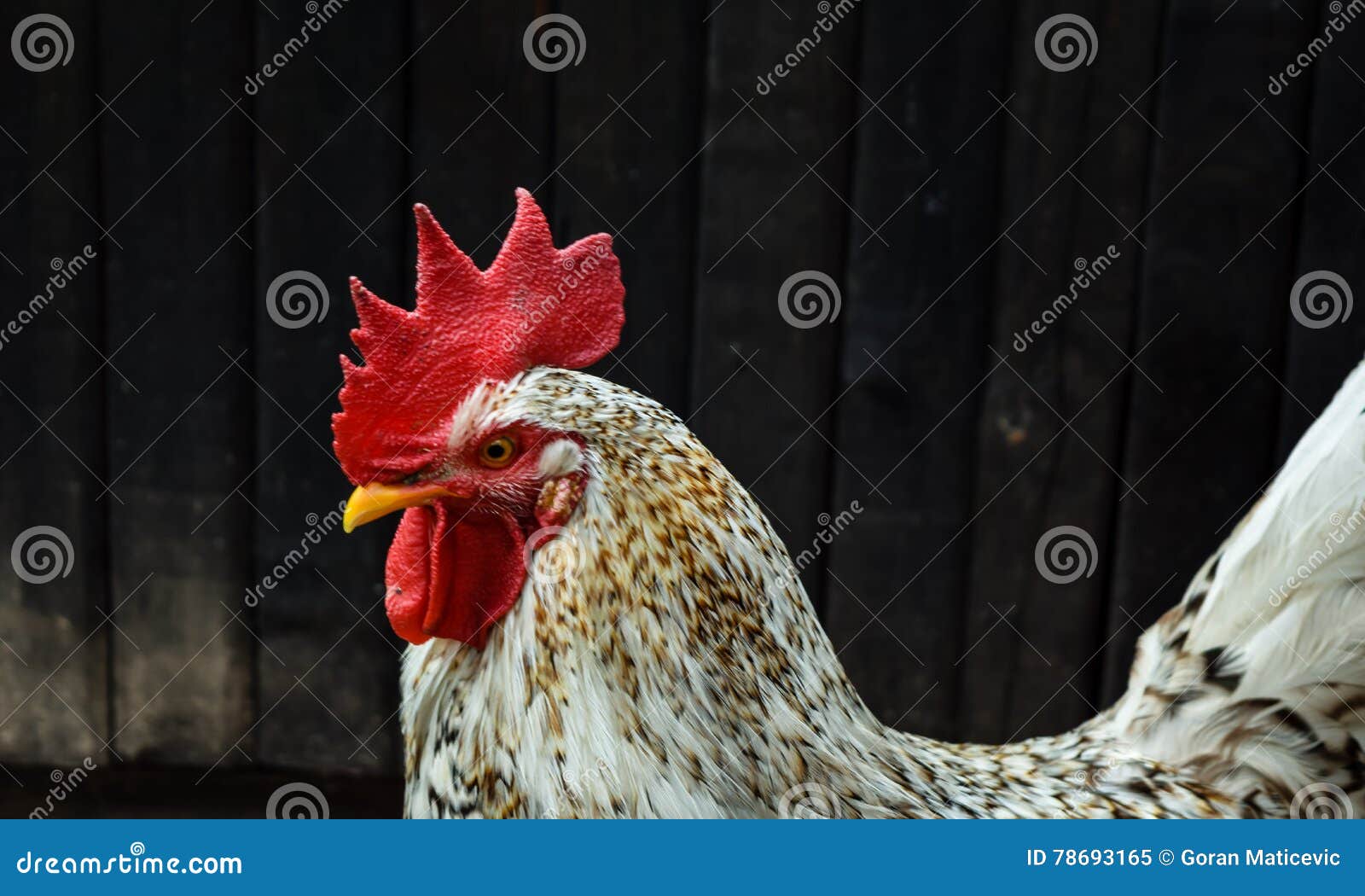 Mature Rooster Looking in the Camera Stock Image - Image of cockerel ...