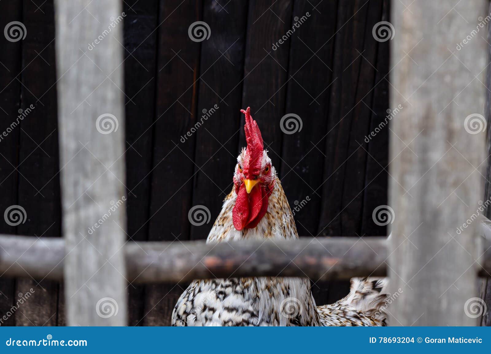 Mature Rooster Over White Royalty-Free Stock Photography ...