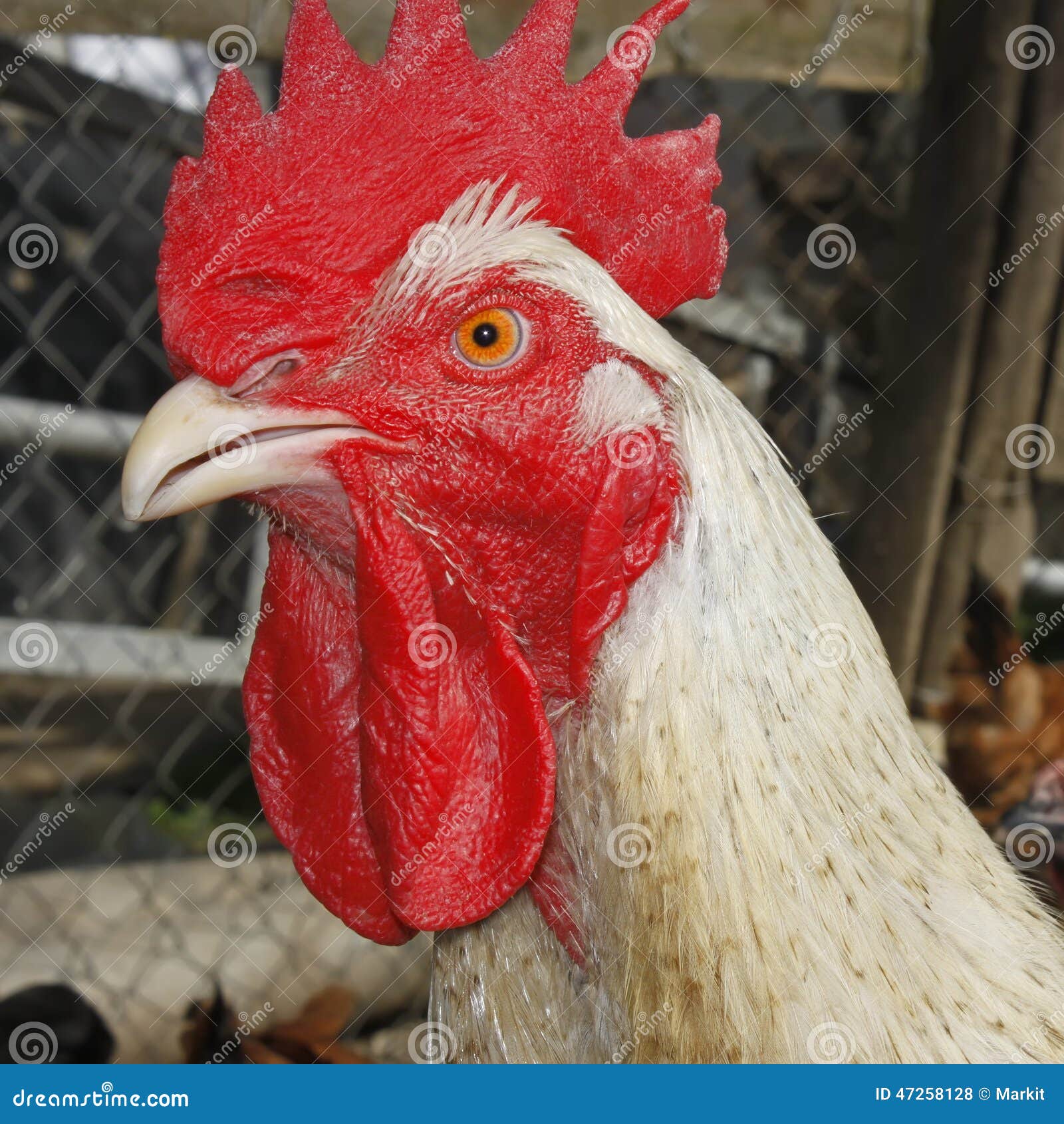 Mature Rooster In Profile View With Red Crest And Comb Stock Image ...