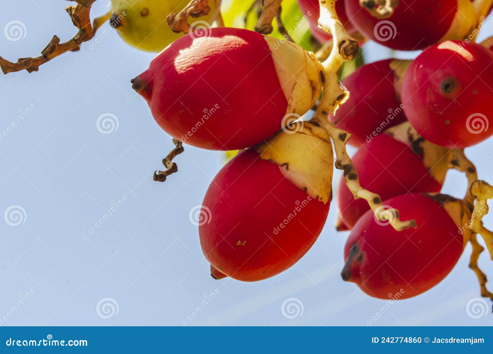 Mature Royal Palm on Tree stock photo. Image of arecales - 242774860