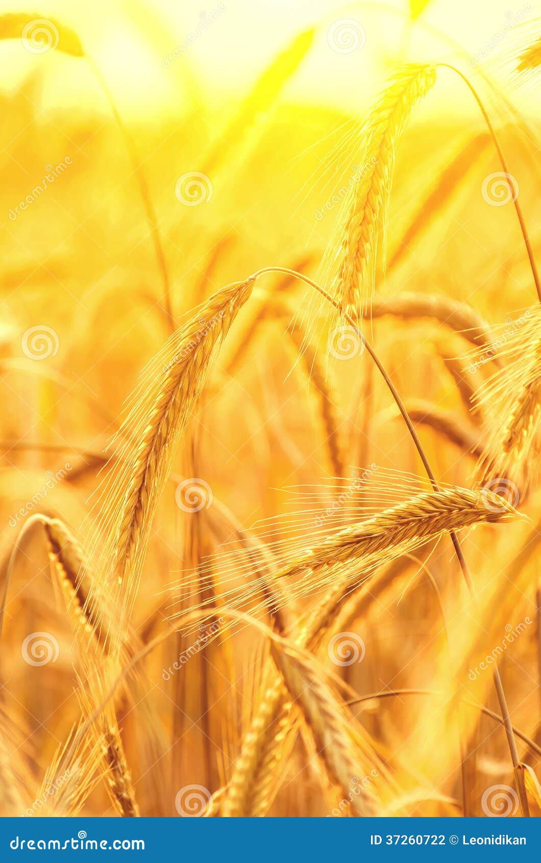 Mature Rye stock photo. Image of cereal, grain, food - 37260722