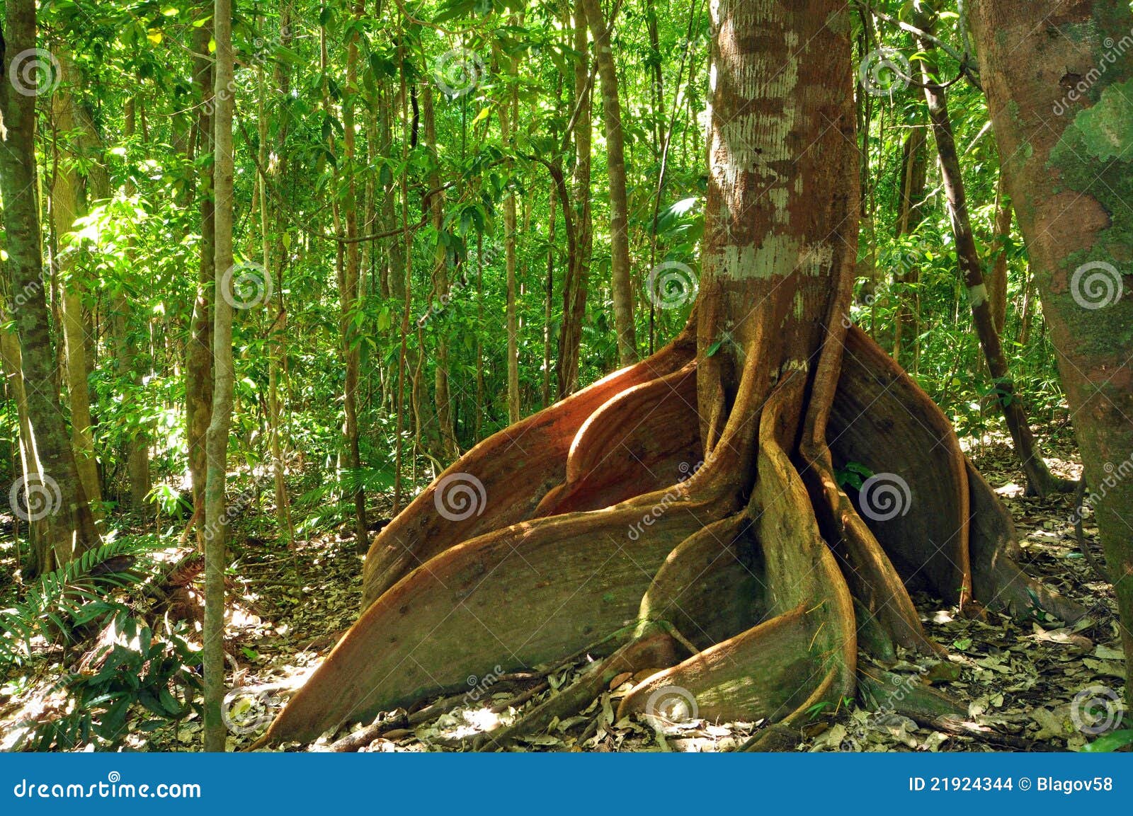 Rainforest Strangler Fig Tree
