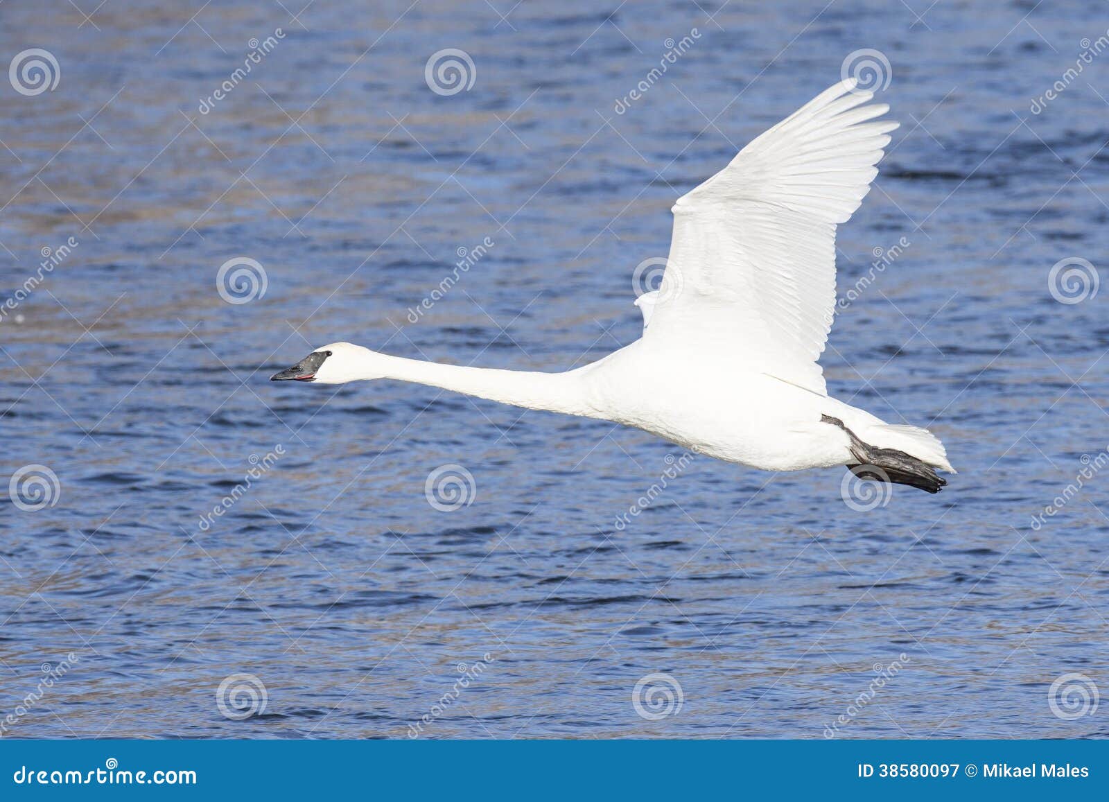 Mature Swan in Flight Over River Stock Image - Image of behaviors ...