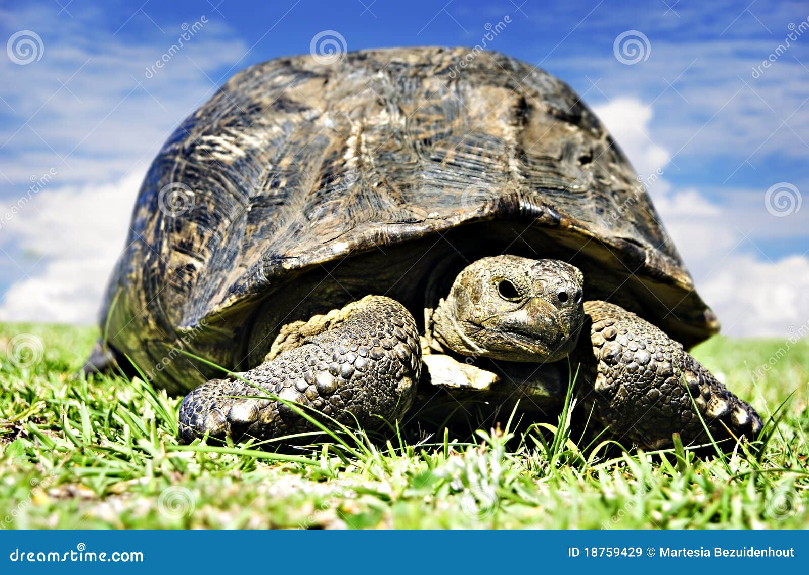 Mature Tortoise Walking on Grass Stock Image - Image of crawling, cute ...