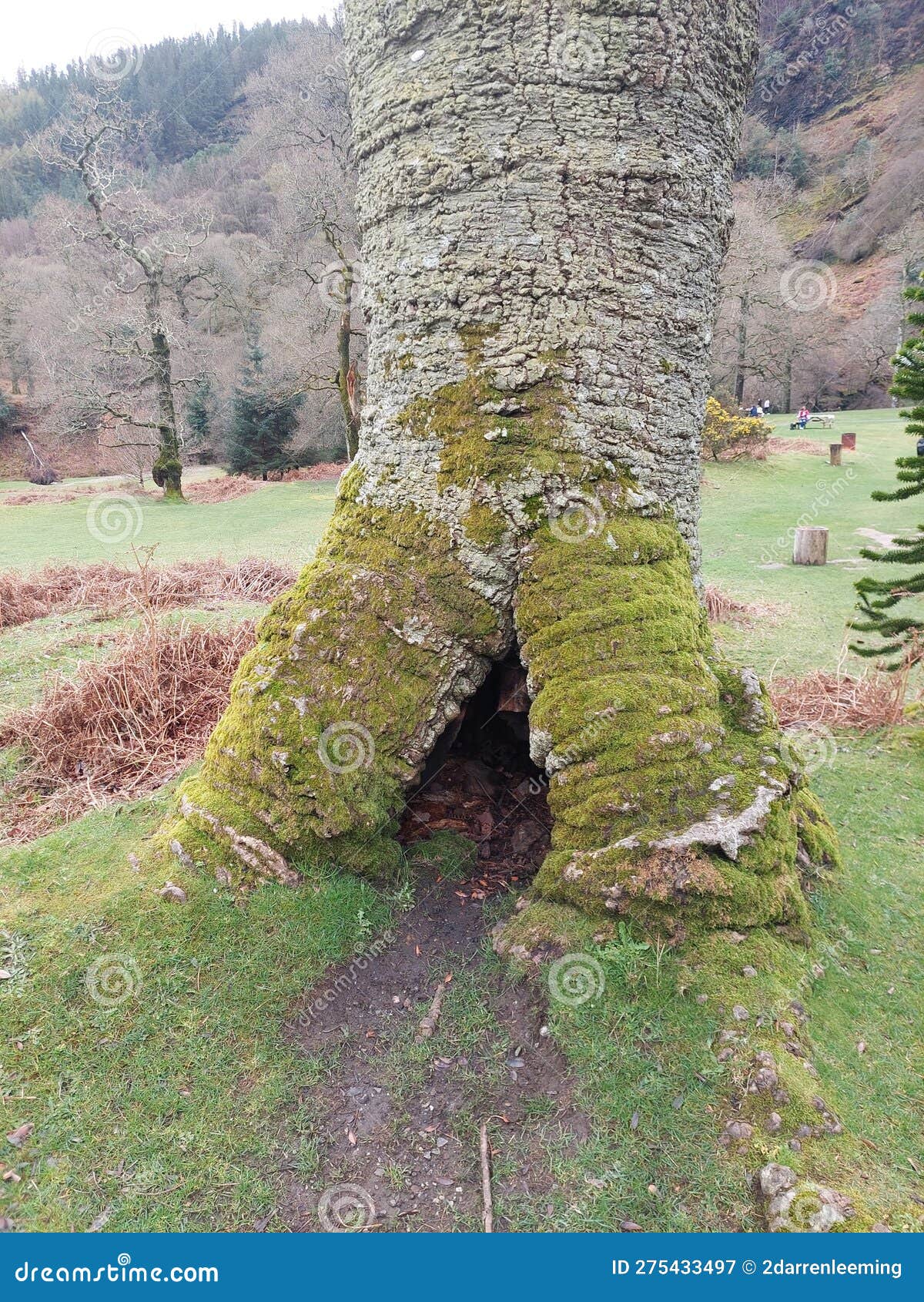 Mature Tree with Hollow Roots Spring Landscape Wicklow Ireland Stock ...