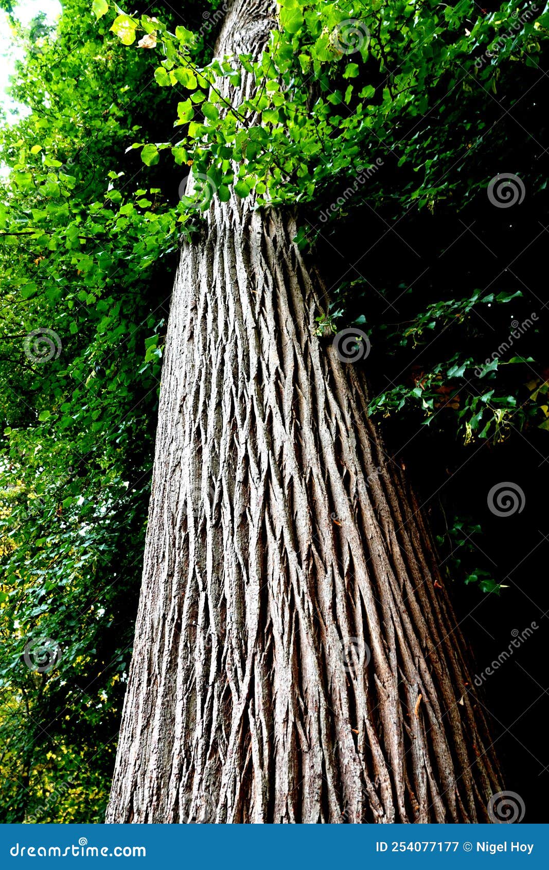 Mature Tree with Scratched Texture Bark Stock Image - Image of nature ...