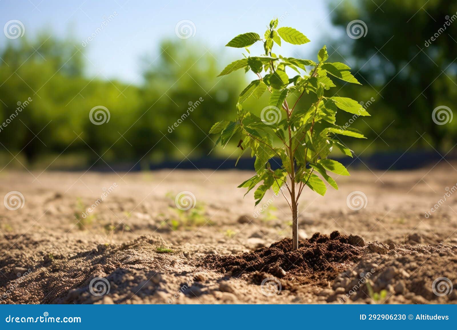 A Mature Tree Shadowing a Sapling Stock Photo - Image of shade ...