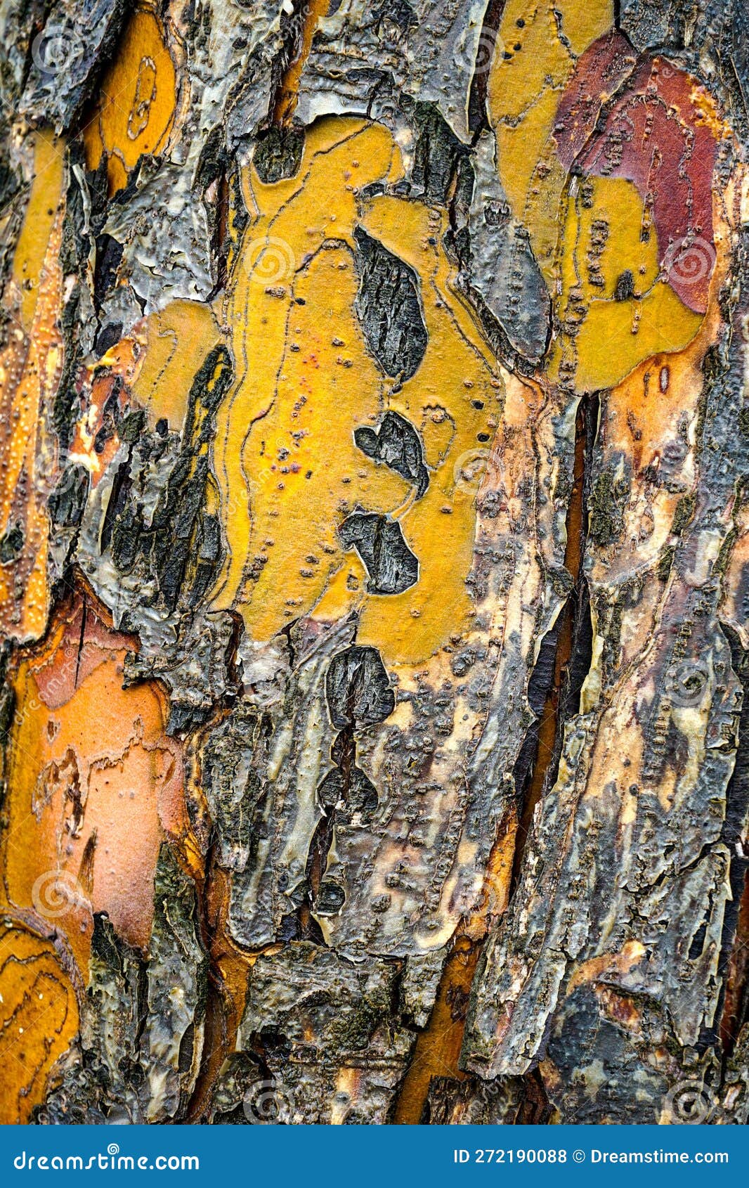 Mature Tree with a Unique Multi-colored Bark, Featuring a Mix of Shades ...