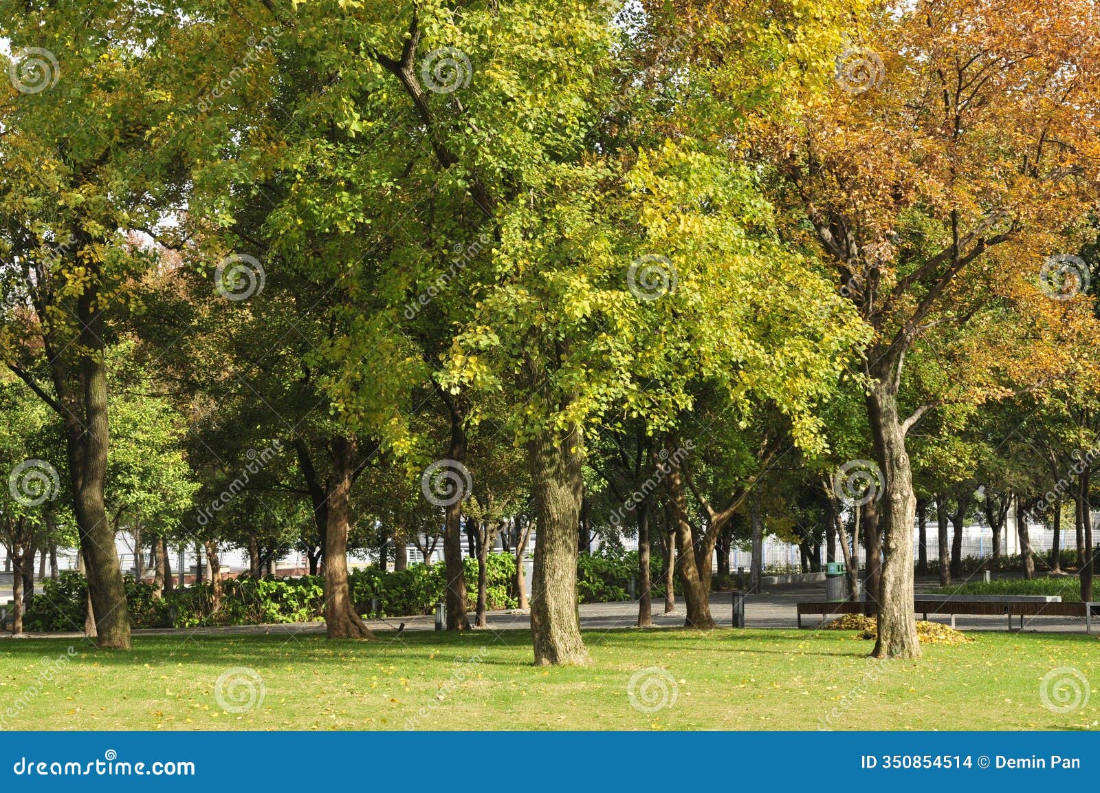 Mature Trees in the Park and Green Open Space Stock Illustration ...