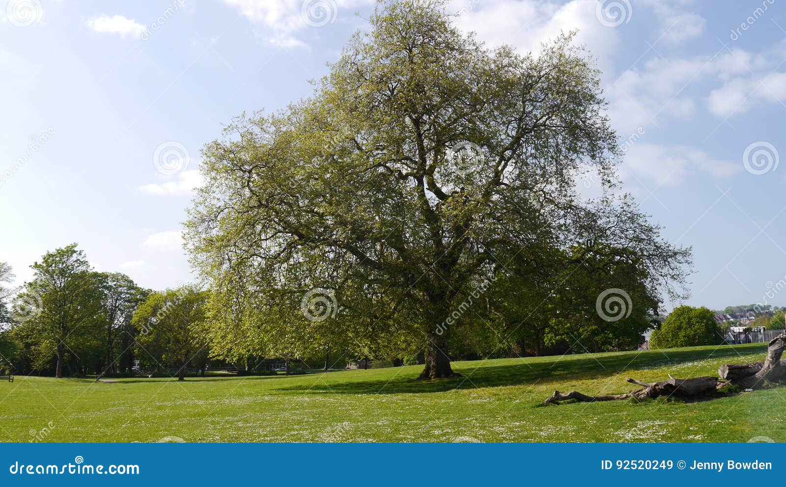 Mature Trees in a Public Park in England Stock Image - Image of plant ...