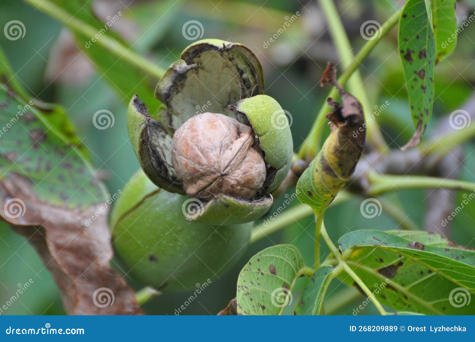 Mature Walnut with a Cracked Green Shell Stock Image - Image of closeup ...