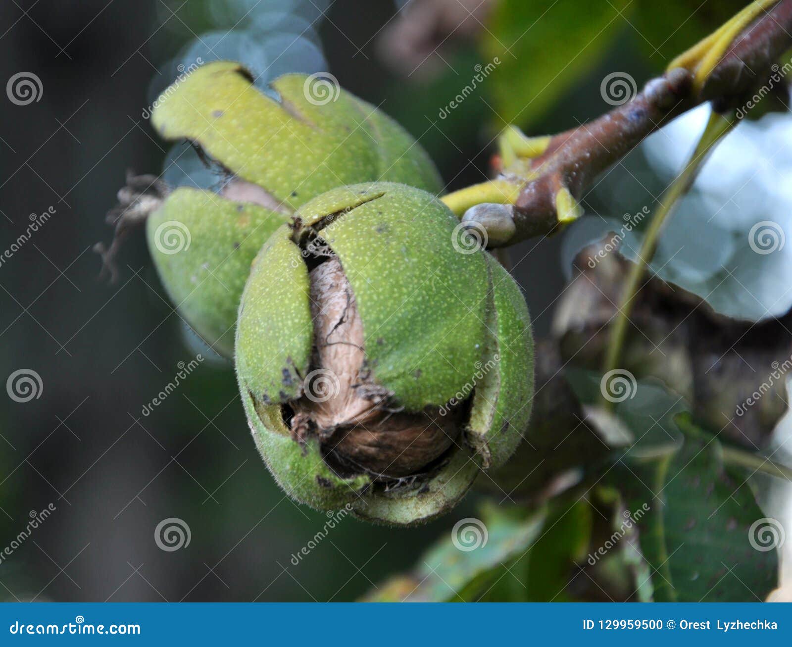 Mature Walnut with a Cracked Green Shell Stock Photo - Image of fruit ...
