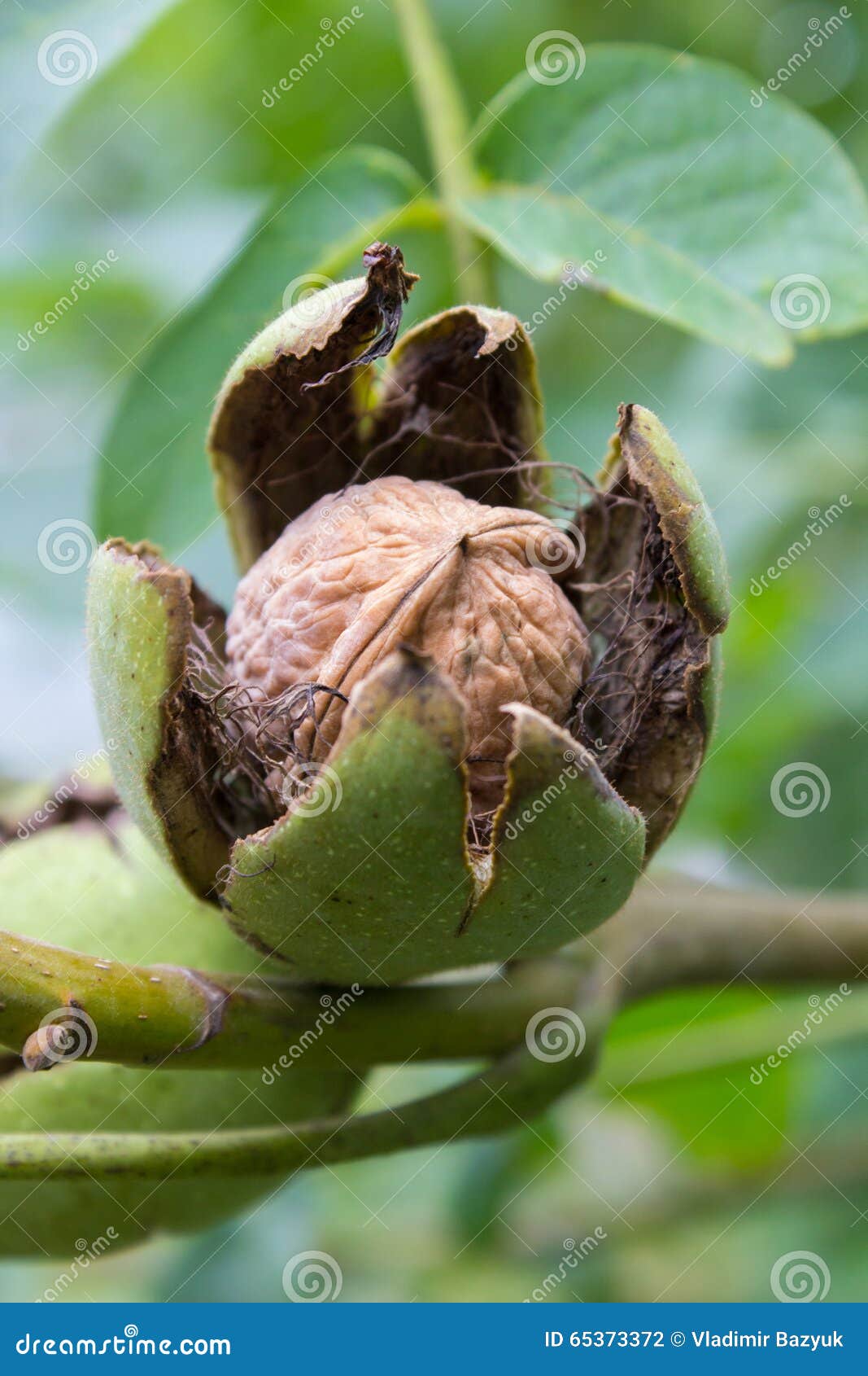 Mature walnut stock photo. Image of nature, cultivate - 65373372