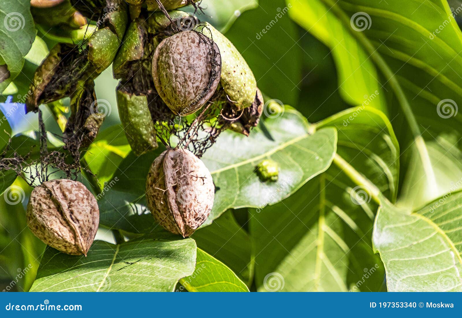 Mature Walnuts in the Green Outer Shell on Tree Stock Photo - Image of ...