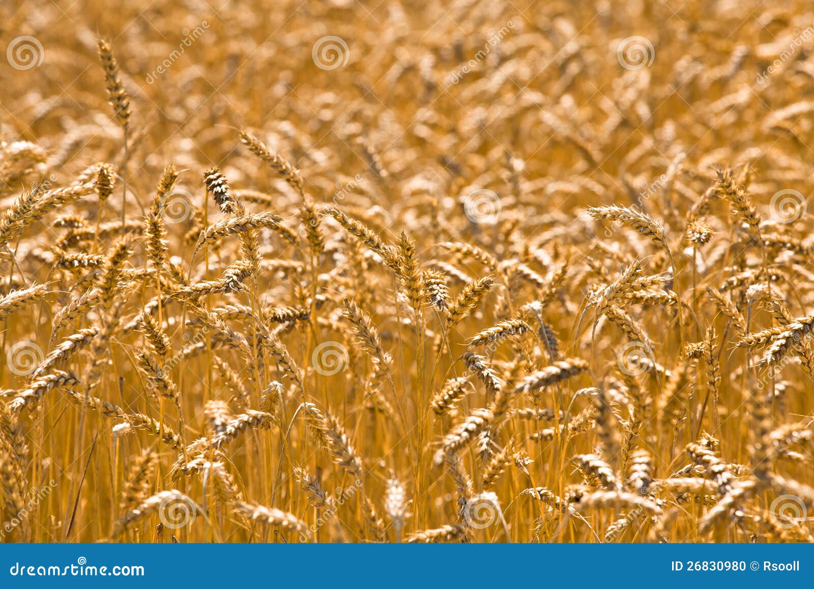 Mature wheat stock photo. Image of countryside, farming - 26830980