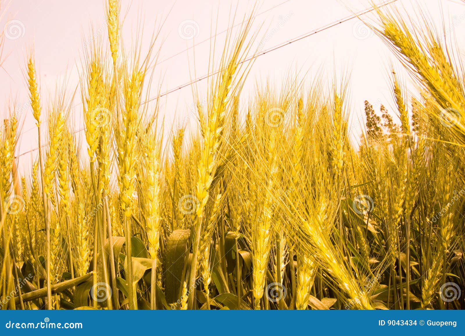 Mature Wheat Field Already Mowed Down And Lying Ready On The Ground ...