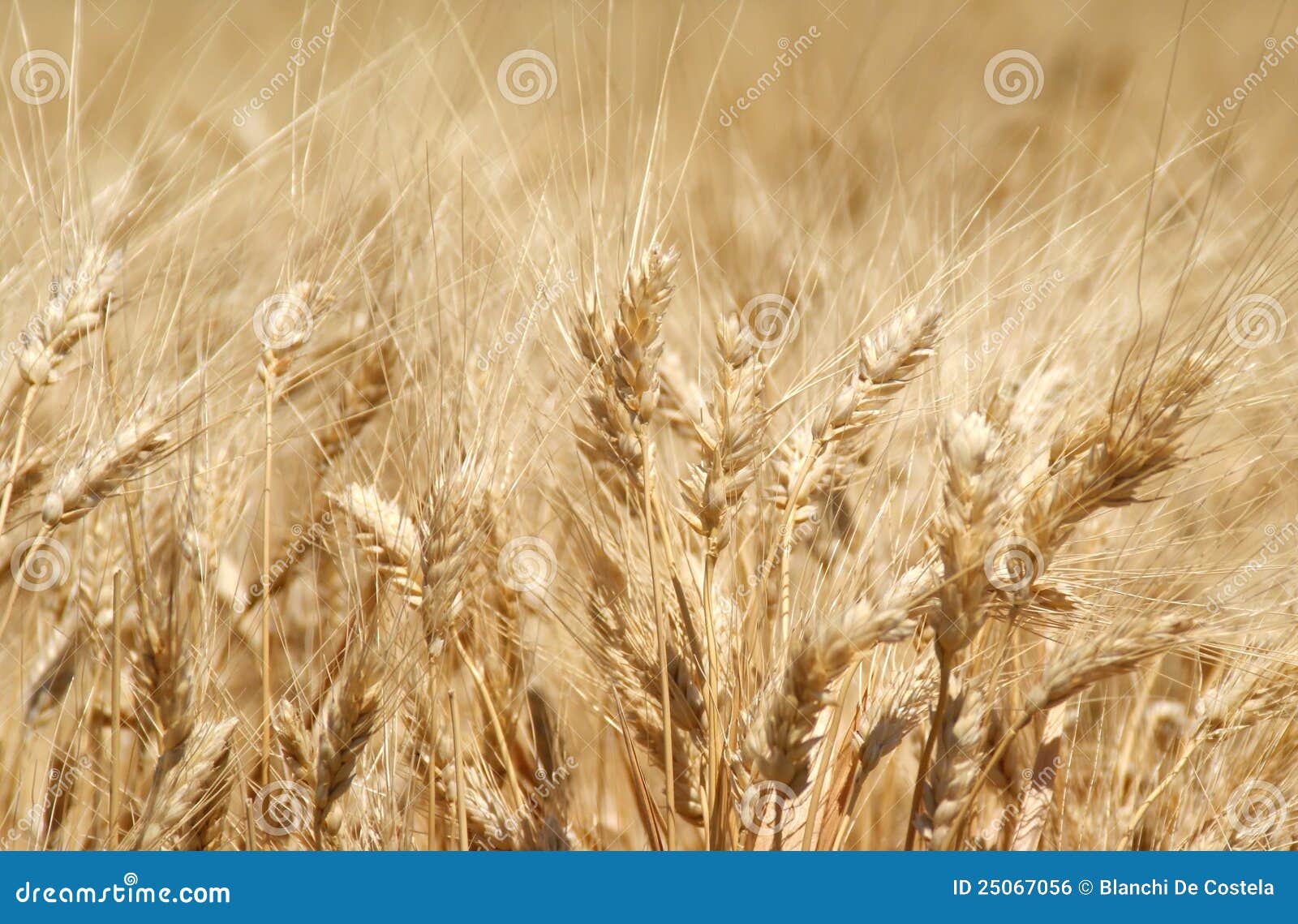 Mature wheat field stock photo. Image of farm, agricultural - 25067056