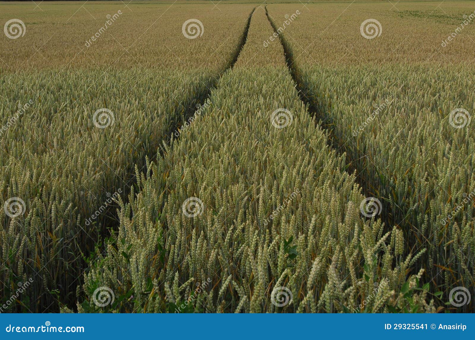 Mature Wheat Field stock image. Image of europe, green - 29325541
