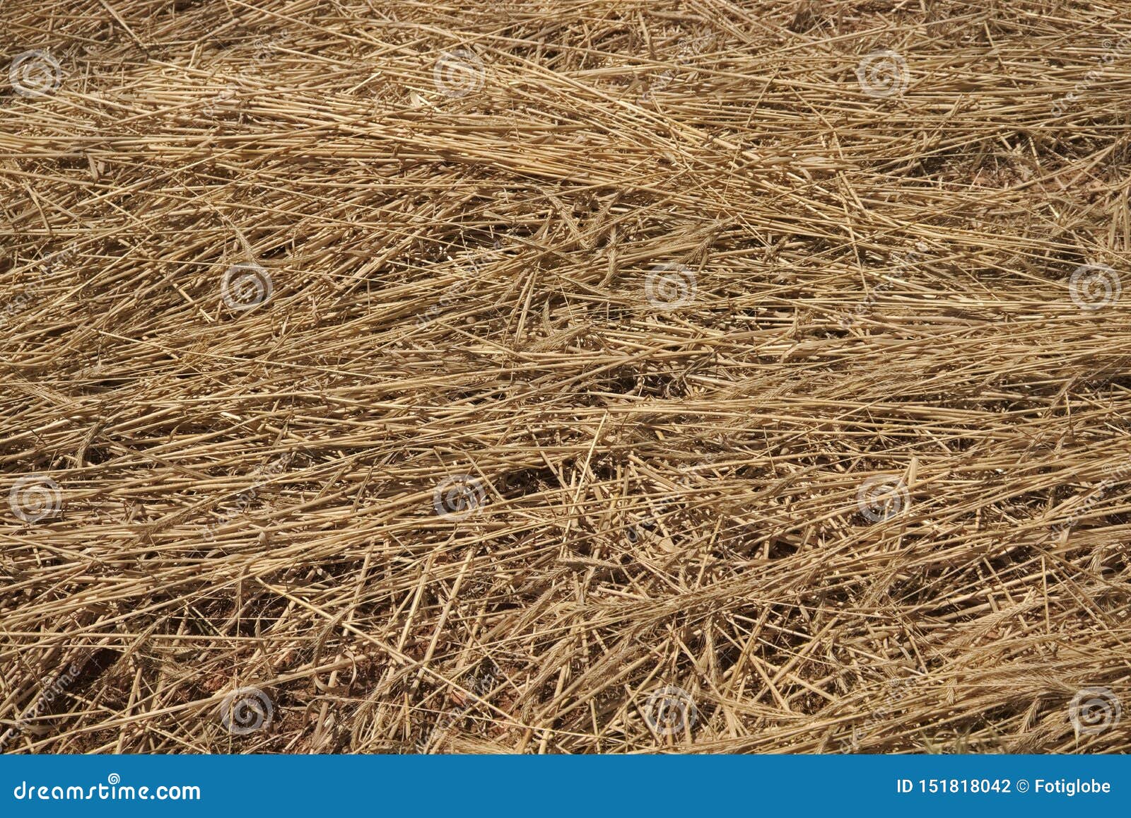 Mature Wheat Field Already Mowed Down and Lying Ready on the Ground ...