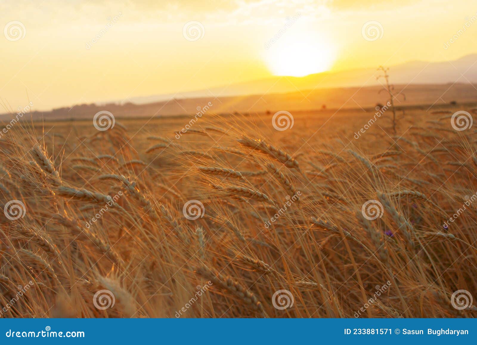 Mature wheat field stock image. Image of environment - 233881571